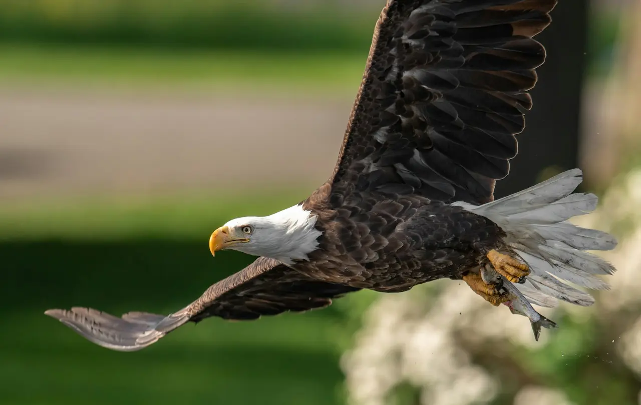 Bald Eagle Numbers on the Rise Information | All About Wildlife