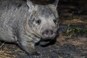 Australia's Most Endangered Animal Species | Biolife on Earth