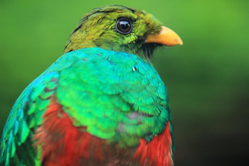 Breeding Success | Golden-Headed Quetzals | Biolife.Earth