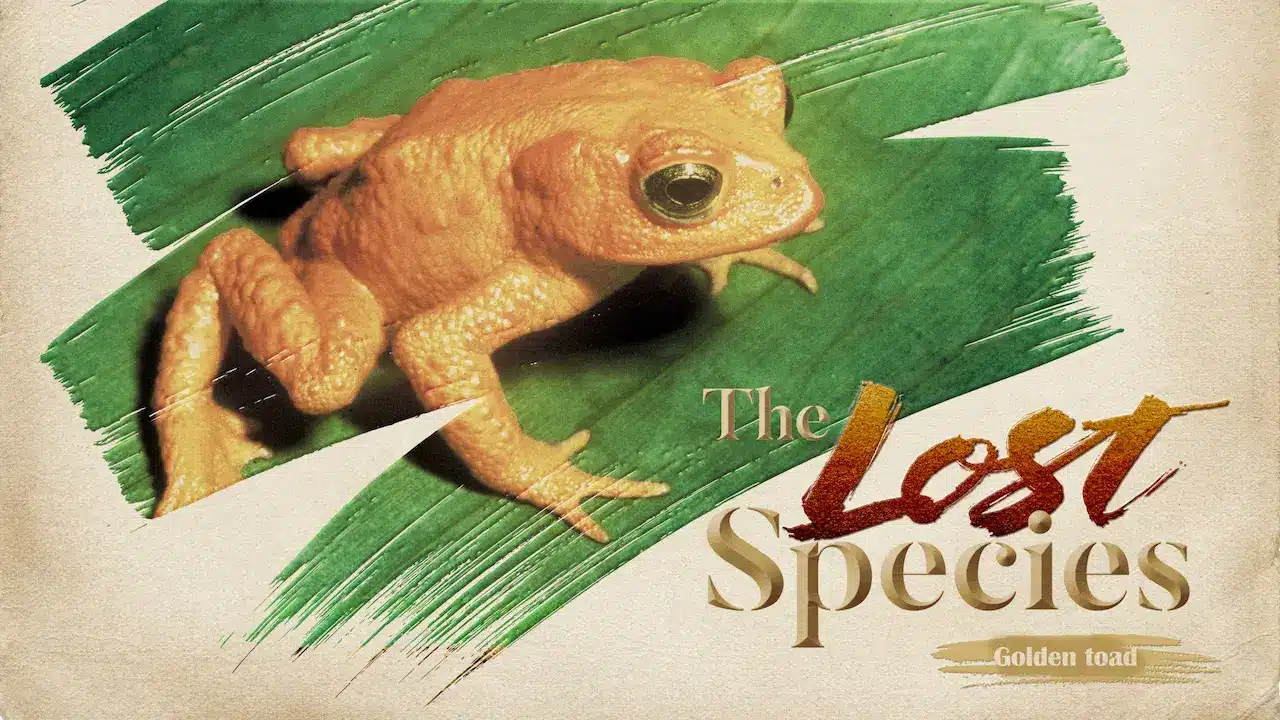 The Golden Toad | Tale of Tragic Extinction & Hope