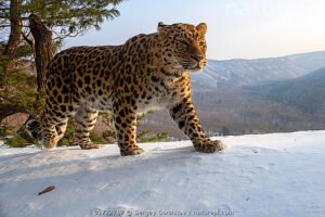 Amur Leopard – Ecology, Social Behaviour & Habitat
