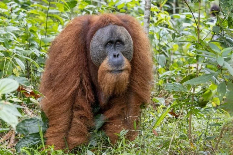 Discover the Sumatran & Tapanuli Orangutans – Biology & Conservation